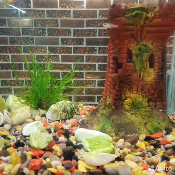 Аквариум с рыбками и водорослями