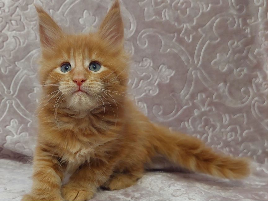 Котята мейн-кун