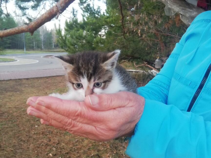 4 котенка 1 месяц.мама кошка