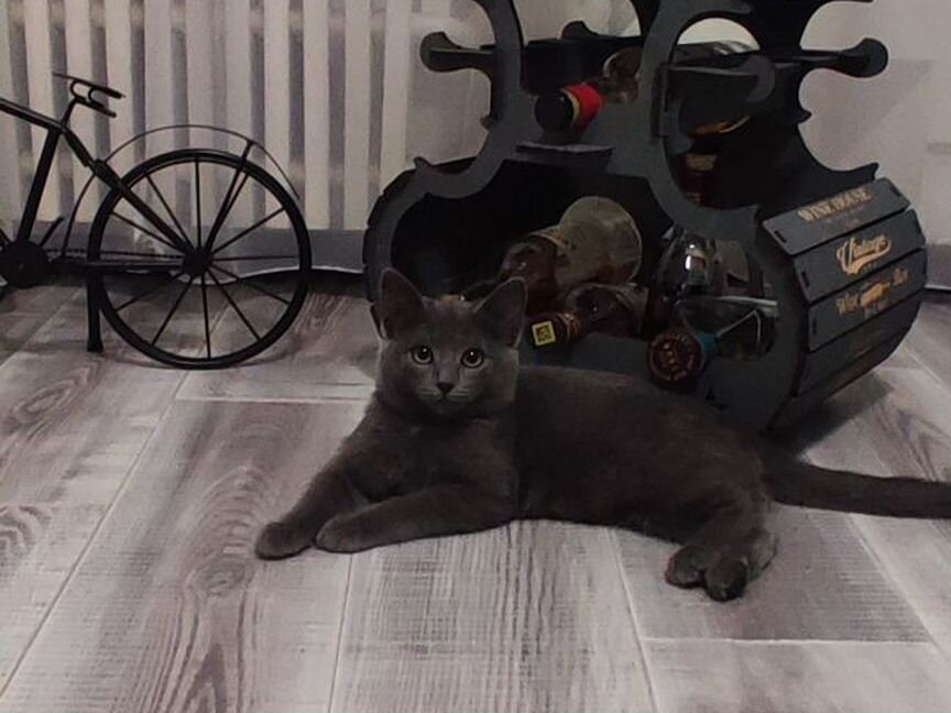 Кошечка принцесса