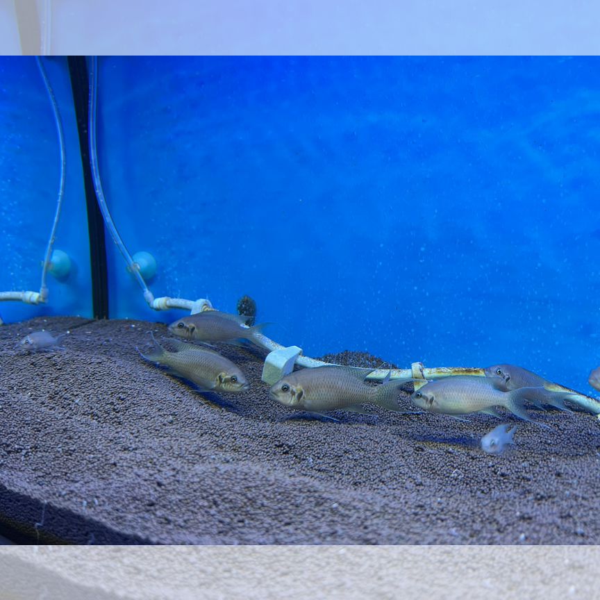 Принцесса Бурунди