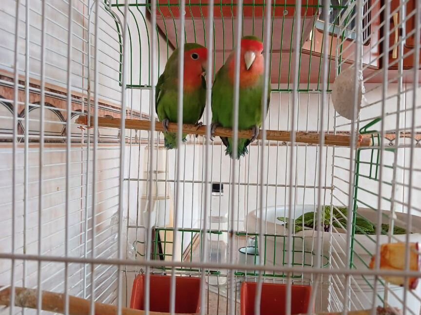 Попугай маска