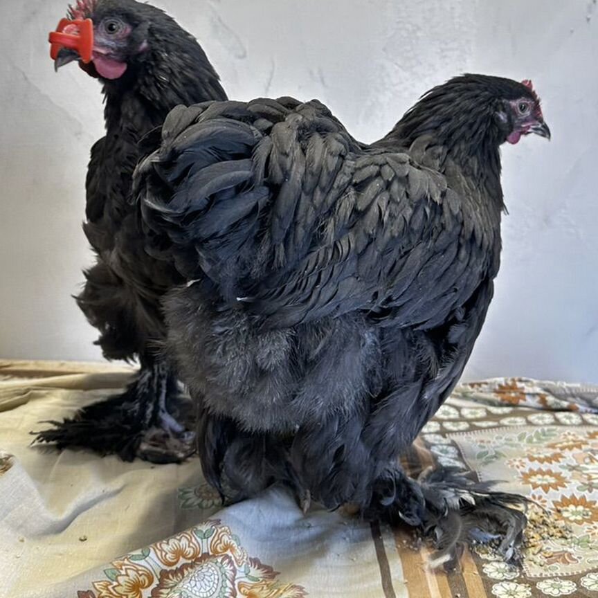 Кохинхин пара