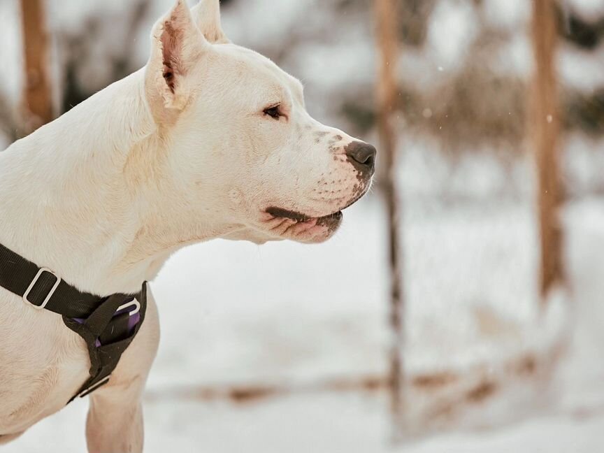 Щенки. Аргентинский дог