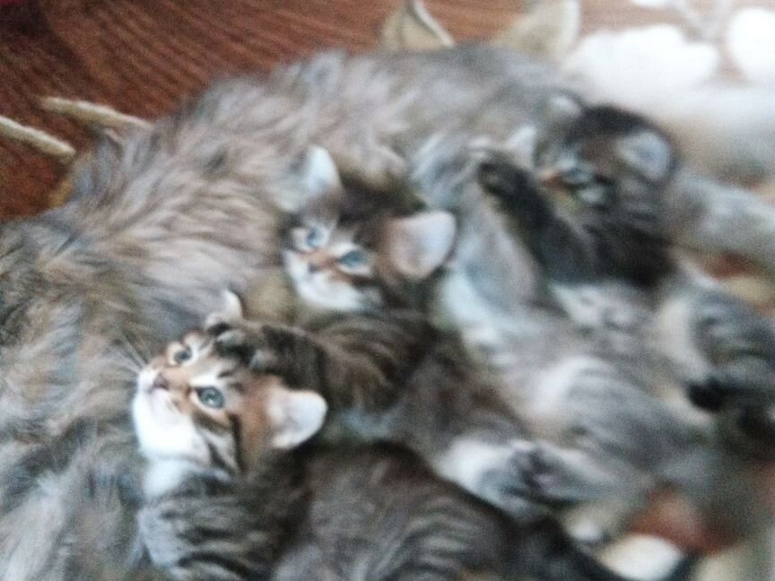 Кошка