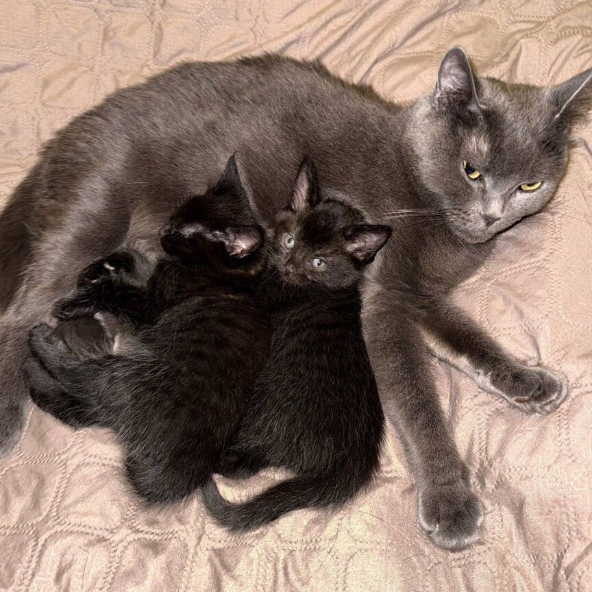 Британский короткошёрстный котёнок