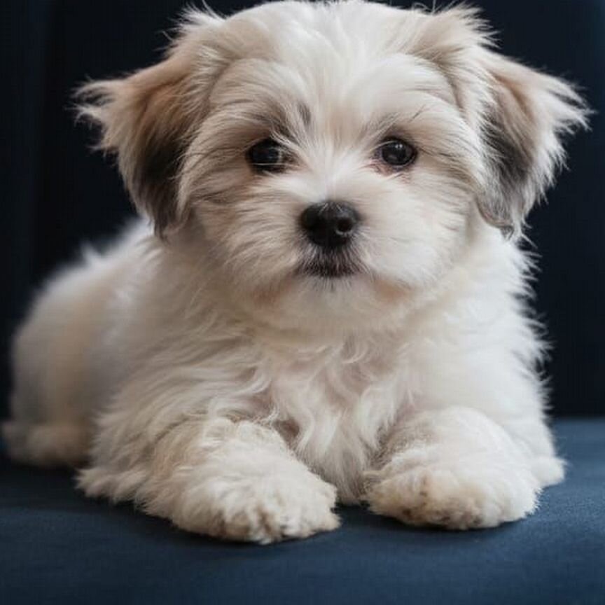 Йоркширский терьер, щенок