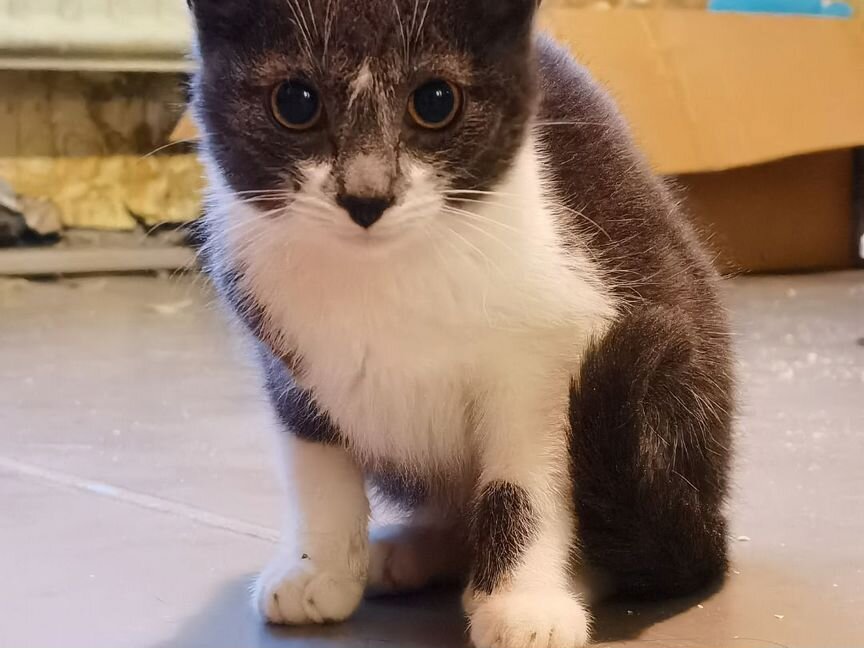 Котенок