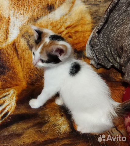 Маленький котенок ищет доброго хозяина