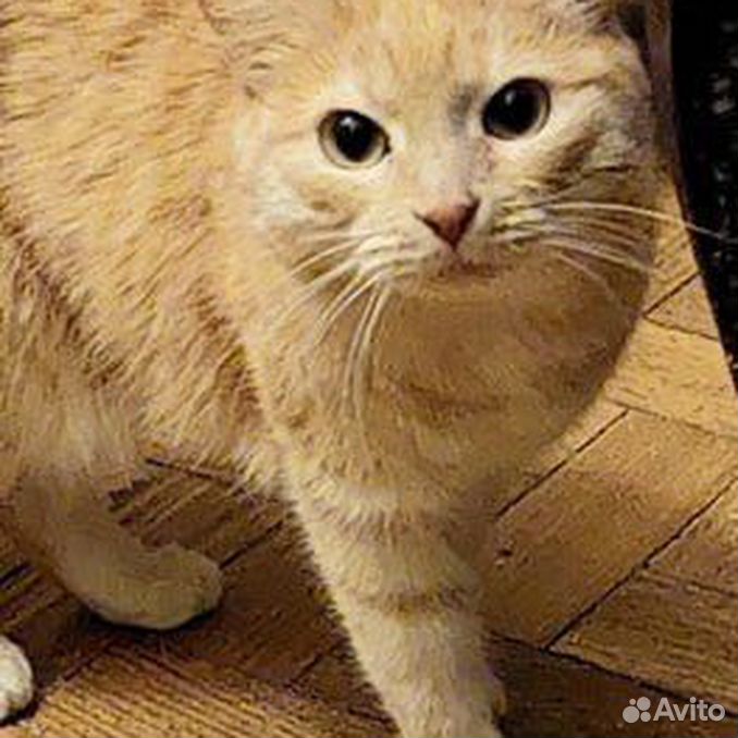 Кошка Кэтти