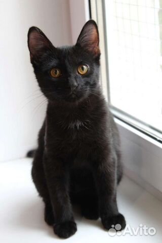 Котенок подросток в добрые руки