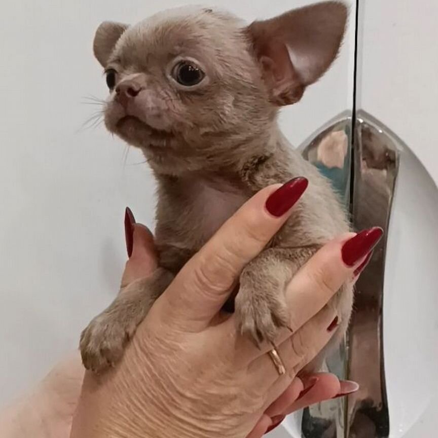 Чихуахуа, щенок