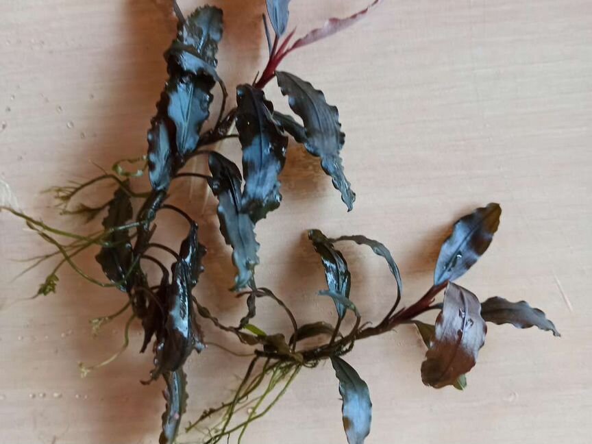 Буцефаландры