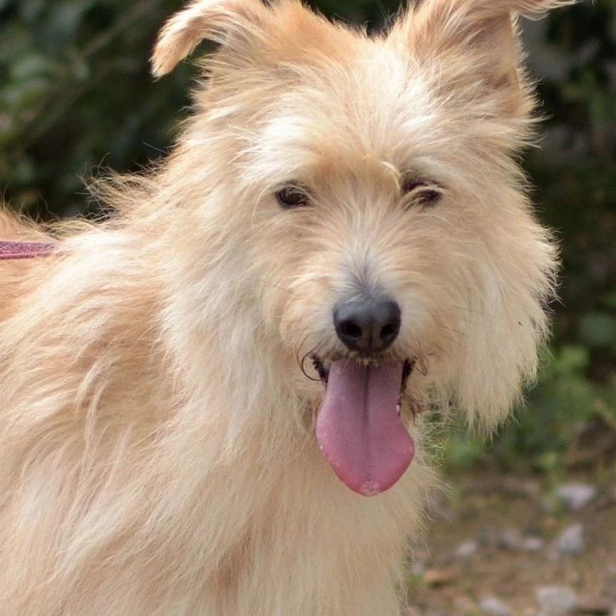 Собачка Элли в поисках семьи