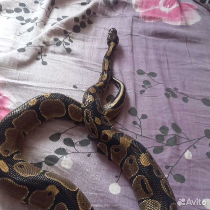 Королевская змея