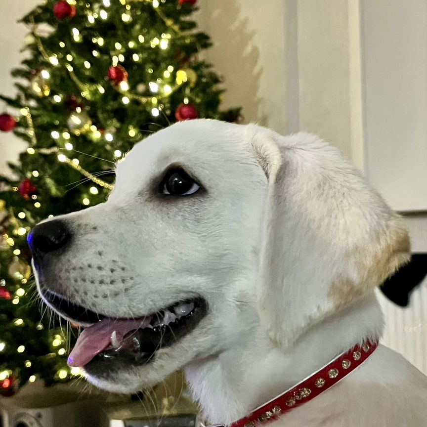 Лабрадор-ретривер, щенок