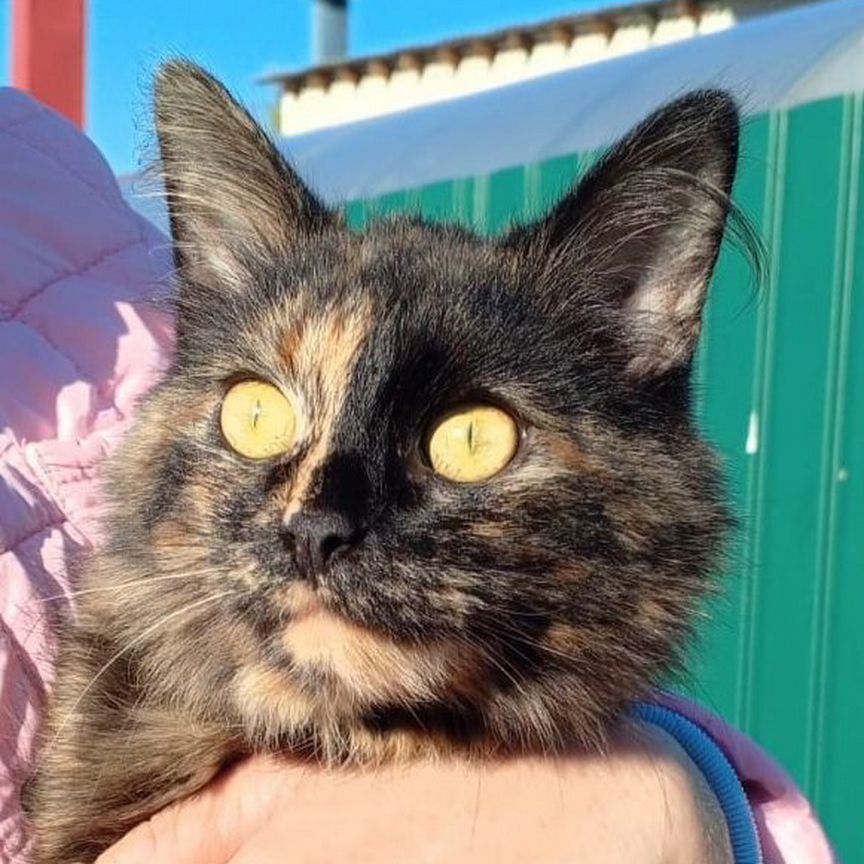 Очаровательный котенок Алиса