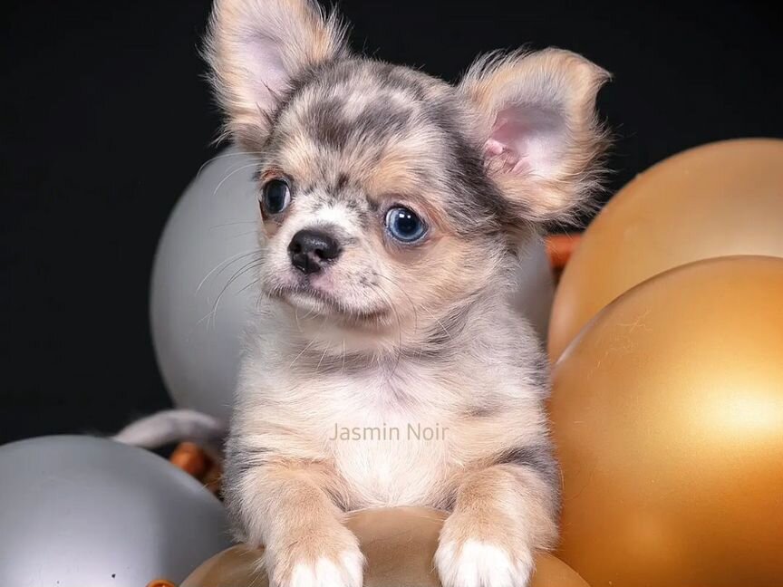 Чихуахуа голубой мерле кобель