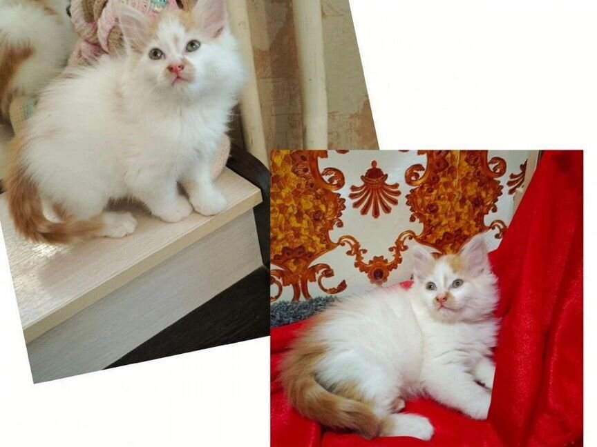 Маленький котенок Элвис
