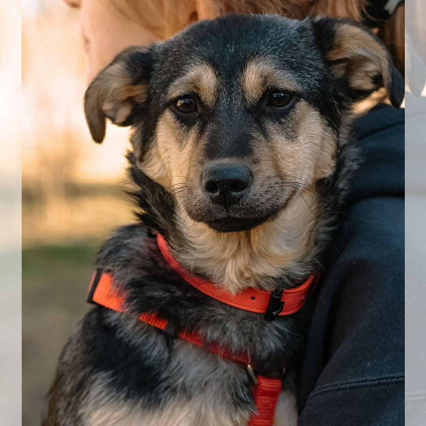 Щенок в добрые руки