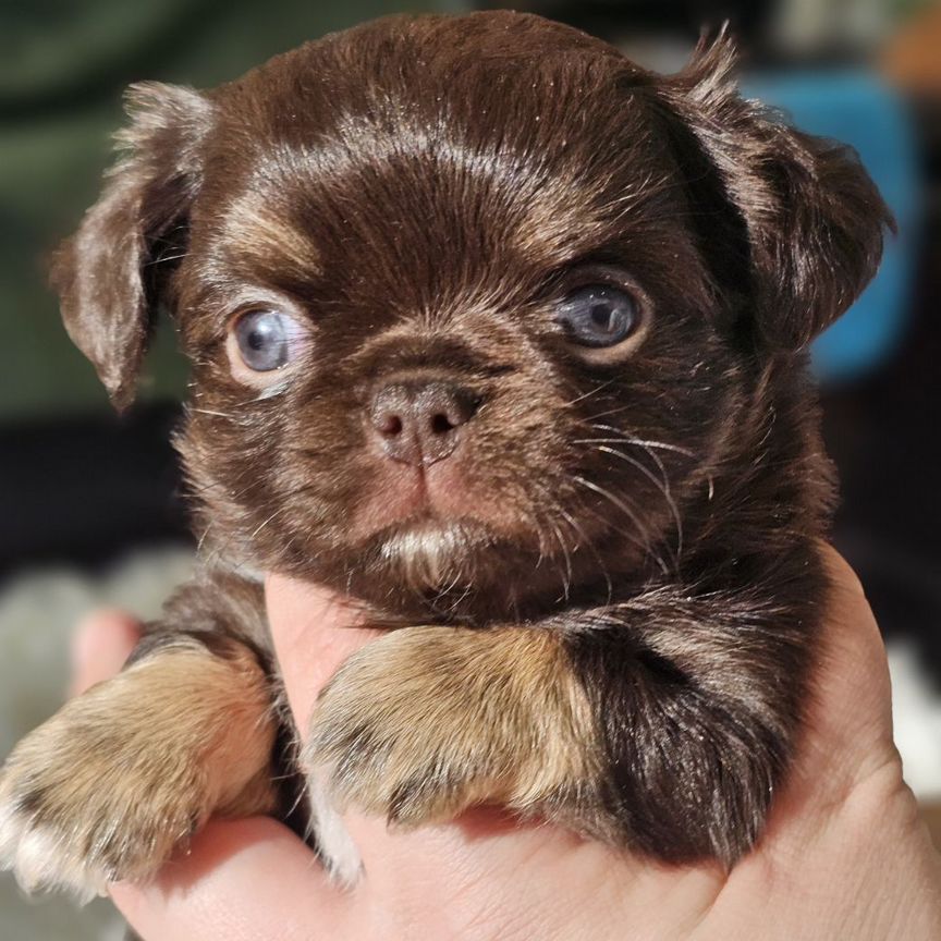 Чихуахуа, щенок