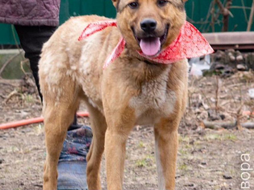 Собака из приюта. Соломон