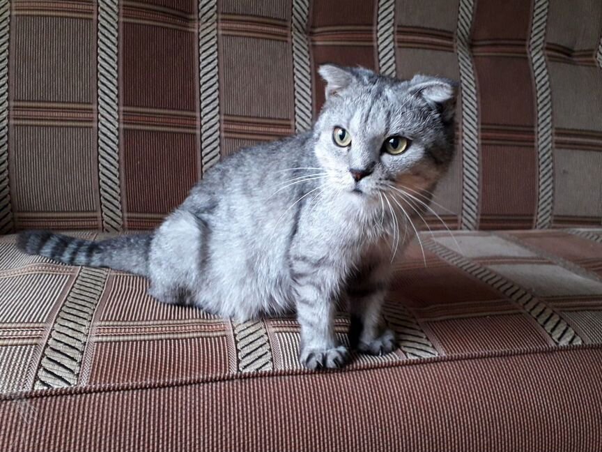 Стерилизованная кошка в хорошие руки