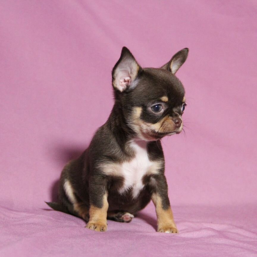 Чихуахуа девочка