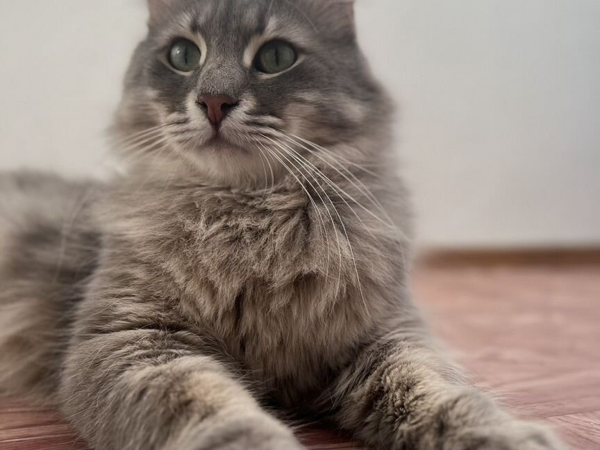 Отдам пушистика