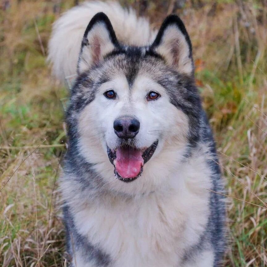 Аляскинский маламут бесплатно в добрые руки