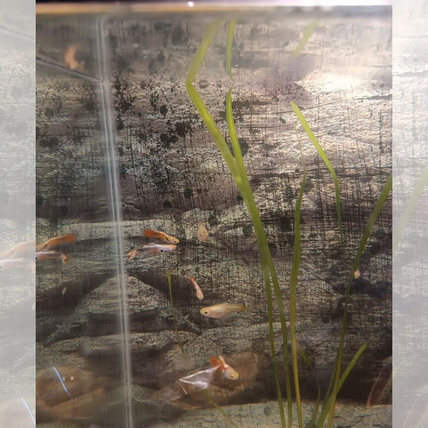 Аквариумные рыбки гуппи