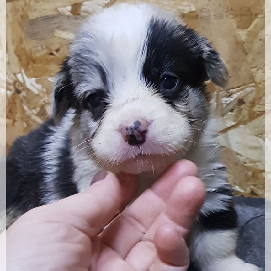 Корги готовятся к продаже