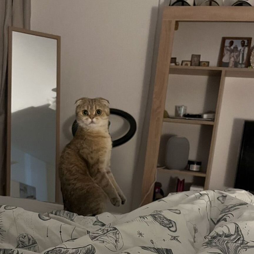 Отдам в дар шотланскую вислаухую кошку