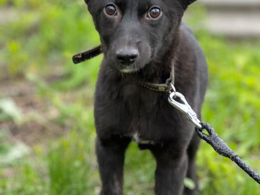 Собака в добрые руки