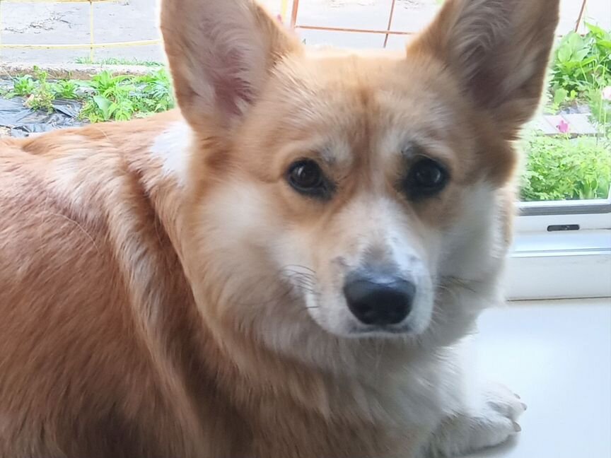 Вязка. Красавица корги