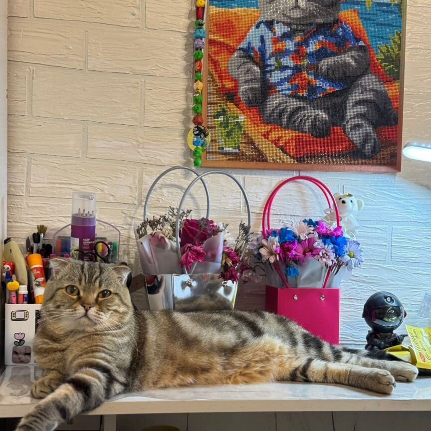 Британский короткошёрстный кот, вязка