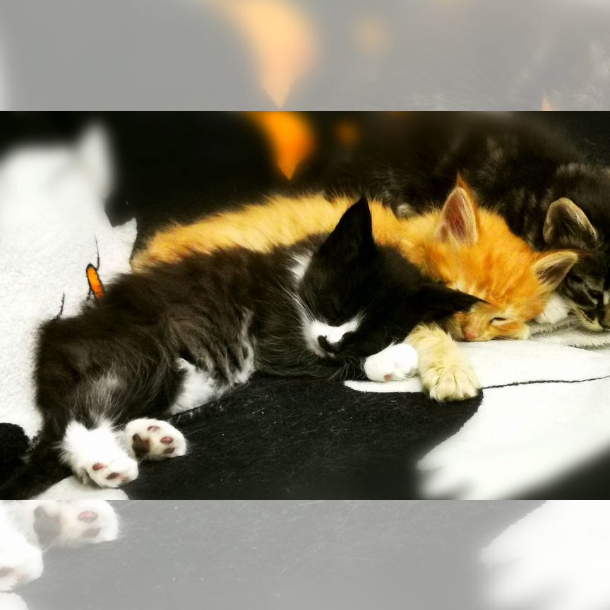 Мейн-кун котёнок