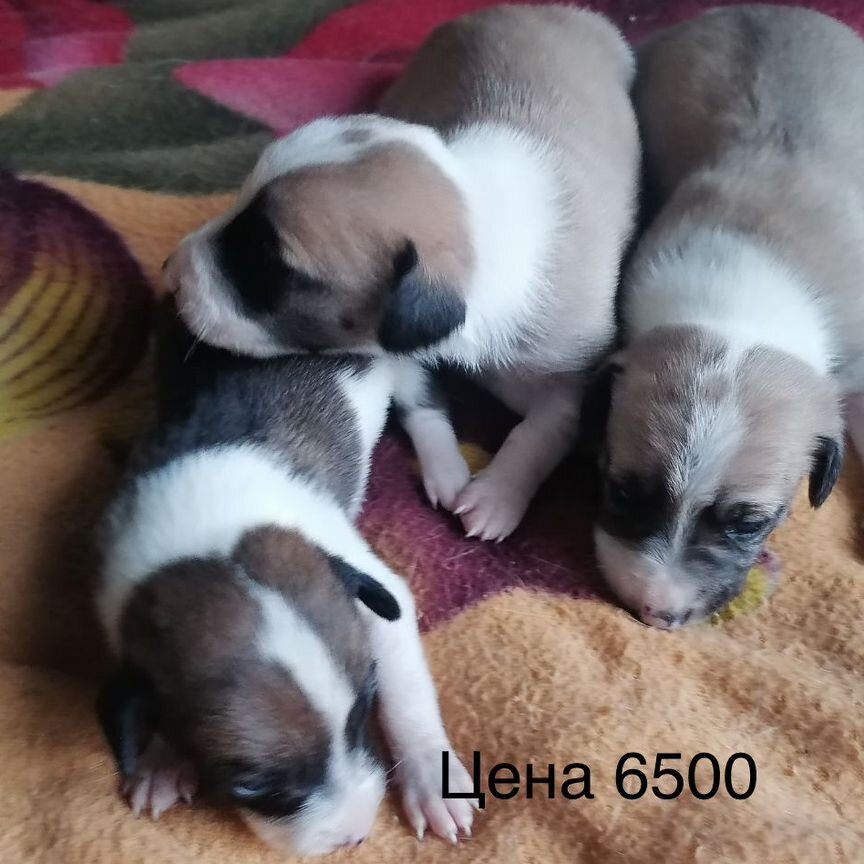 Джек-рассел-терьер, щенок