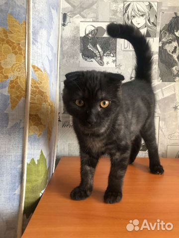 Шотландская вислоухая кошка 3 мес