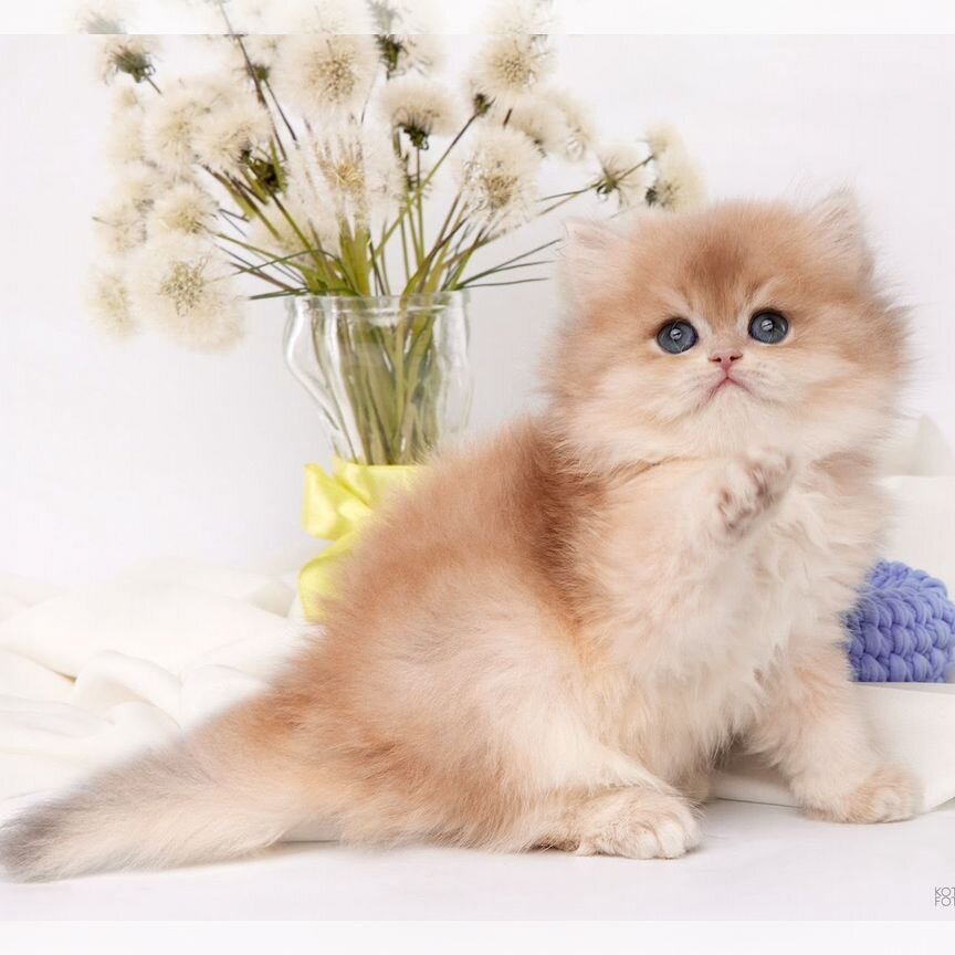 Британский короткошёрстный котёнок