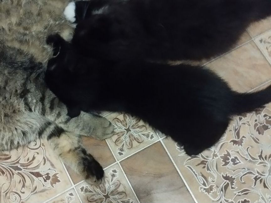 Котята отдам бесплатно