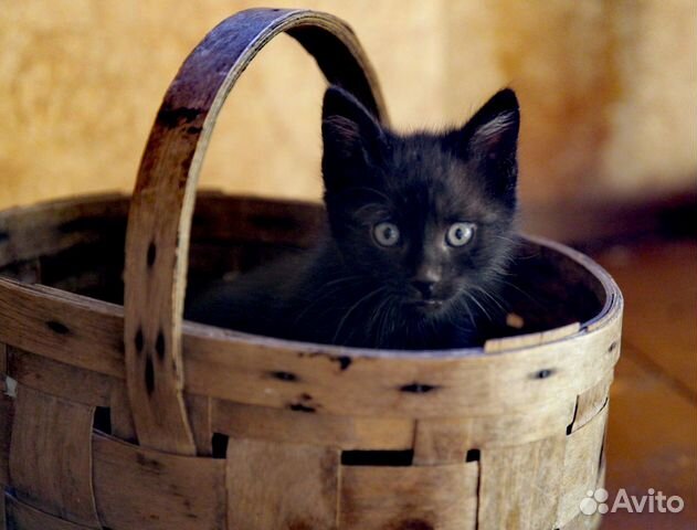 Котенок черный мальчик 1.5 мес