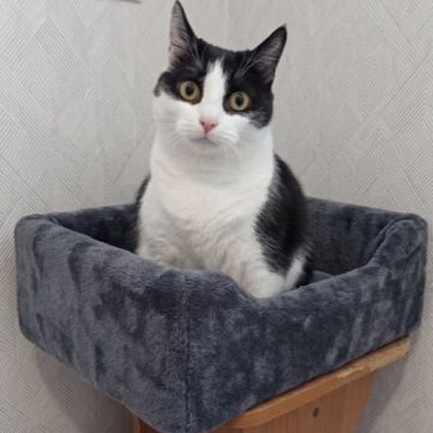 Шотландская прямоухая короткошёрстная, взрослая кошка