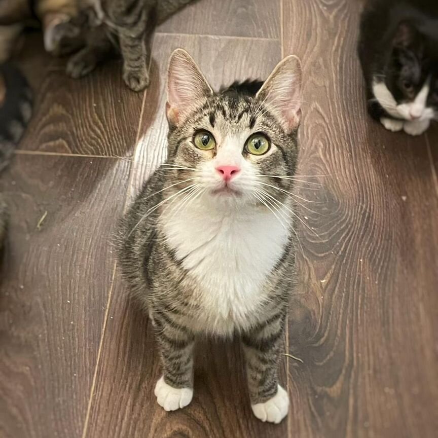 Котик Филя