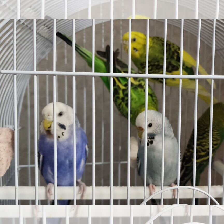 Волнистые попугаи