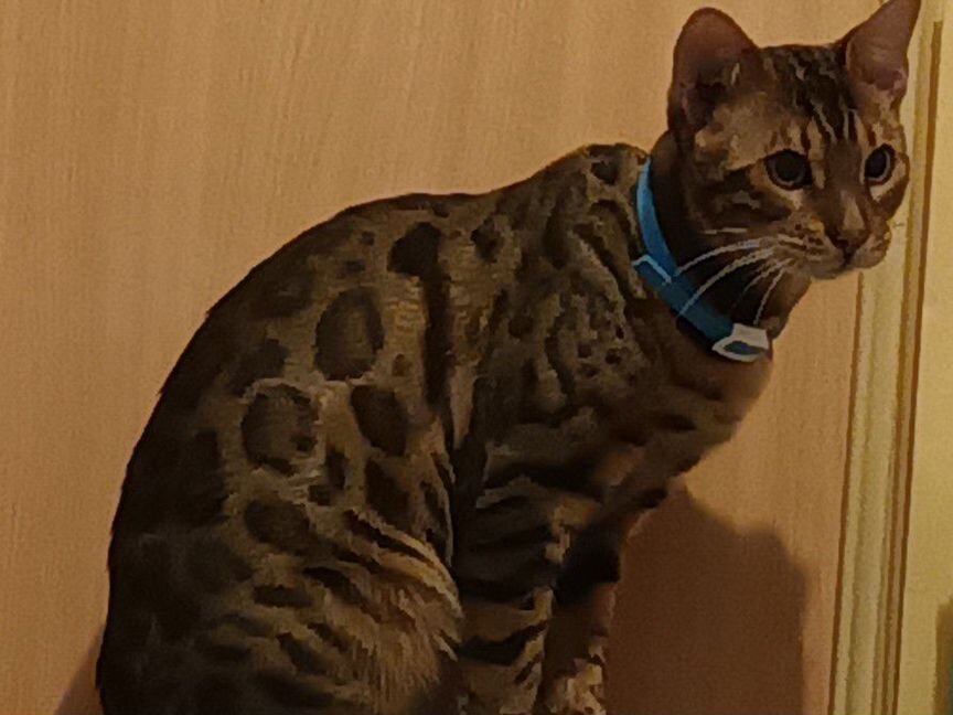 Бенгальская