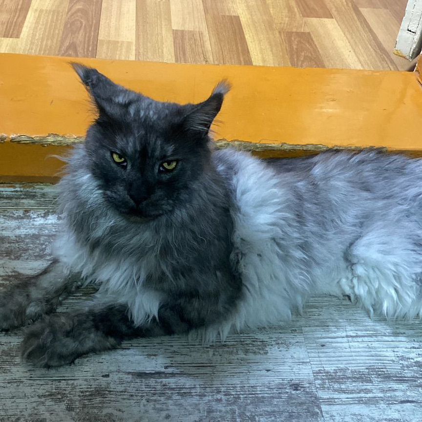 Кот мейн-кун