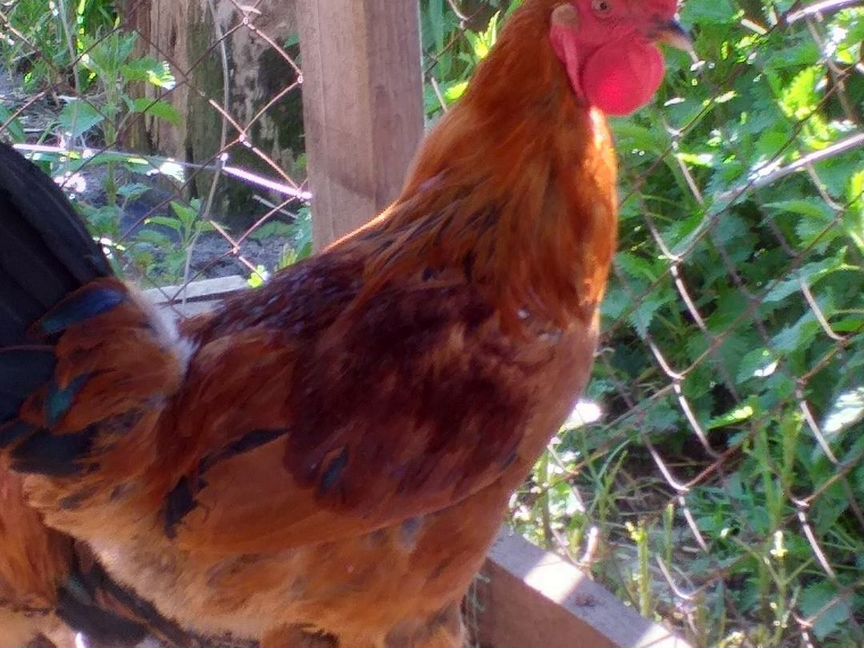 Молодые петухи