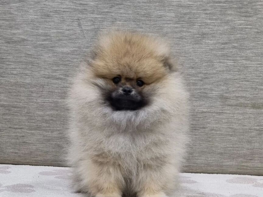 100 мишка, шикарный мальчик