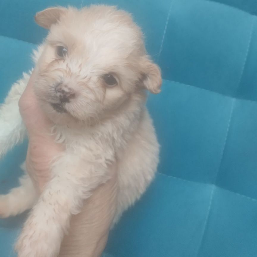 Щенок от частного владельца